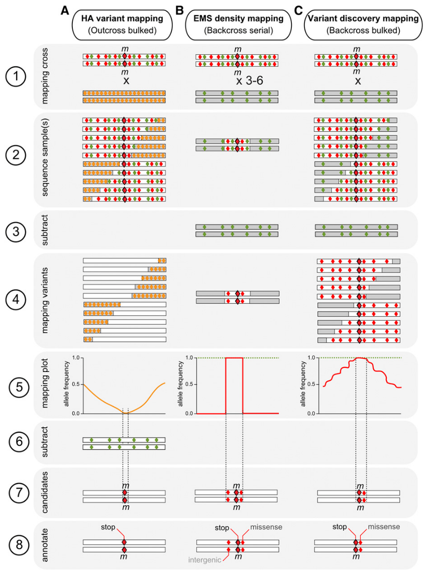 Mutation Mapping Pipiline for *C. elegans* EMS mutagenesis and ...