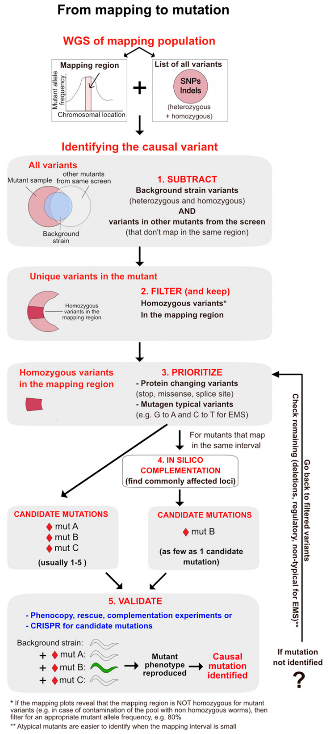 Mutation Mapping Pipiline for *C. elegans* EMS mutagenesis and ...